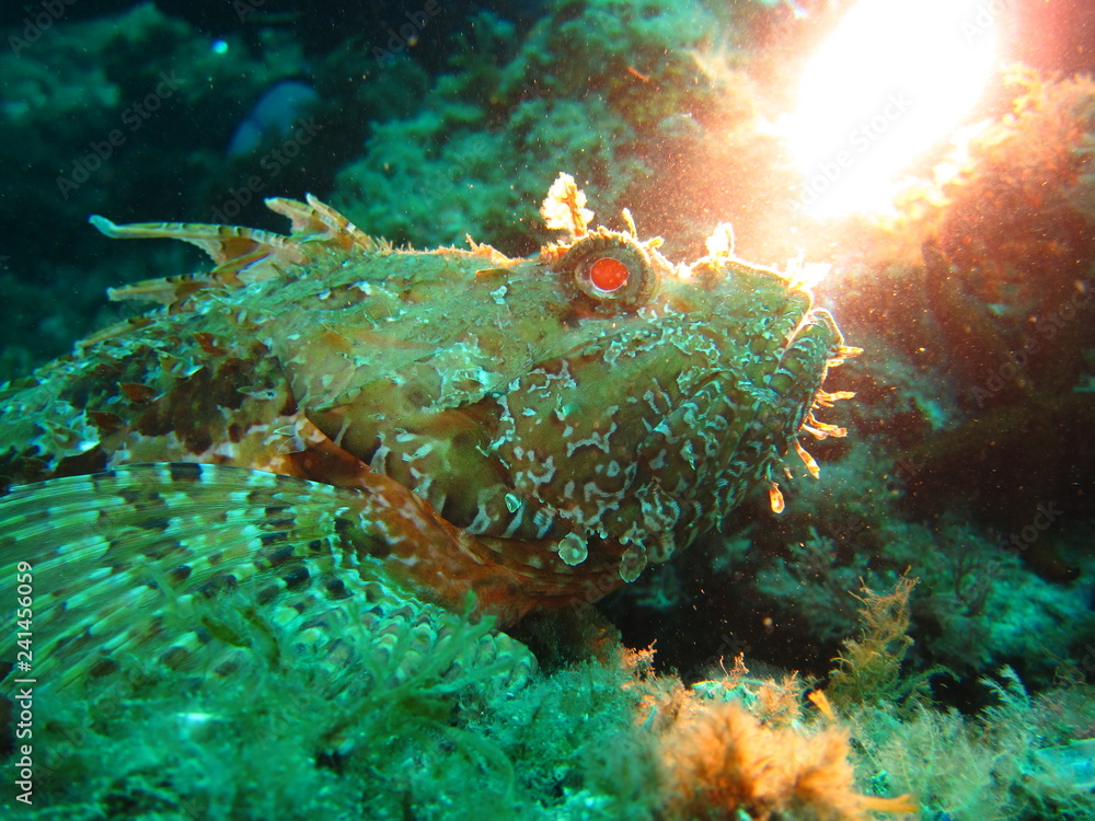 Scorpaenidae (also known as the scorpionfish) are a family of mostly ...