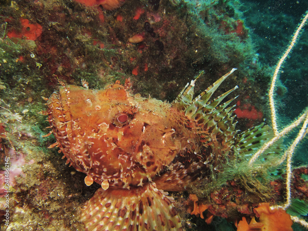 Scorpaenidae (also known as the scorpionfish) are a family of mostly ...