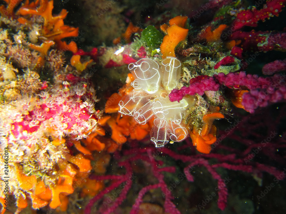 A tunicate is a marine invertebrate animal, a member of the subphylum ...