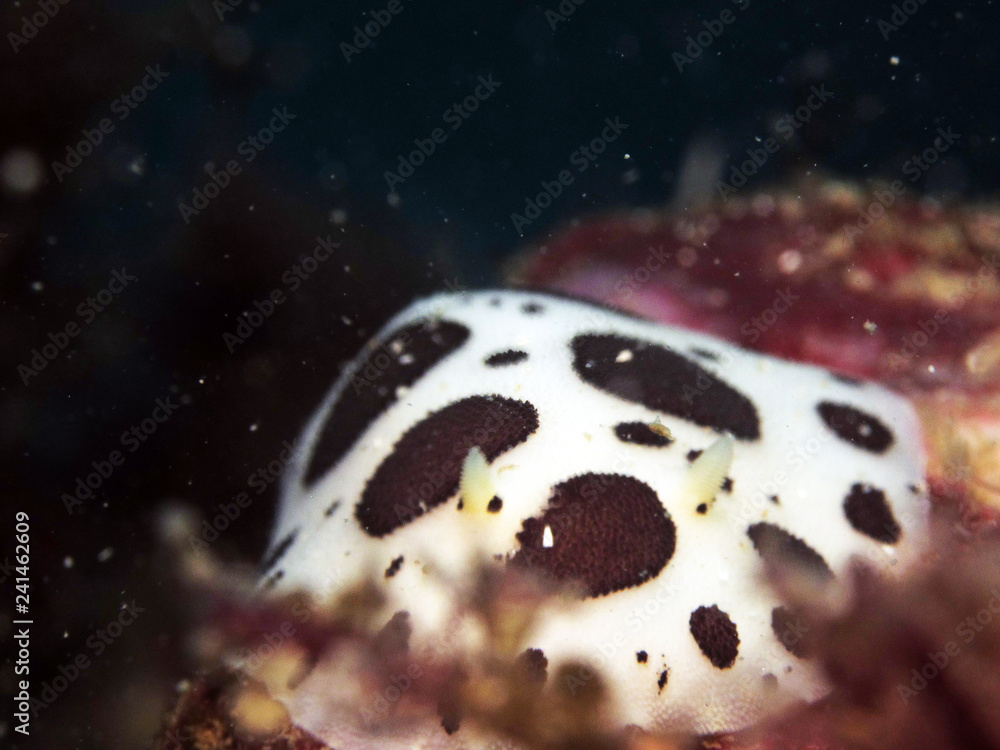 Peltodoris atromaculata is a species of sea slug, a dorid nudibranch, a ...