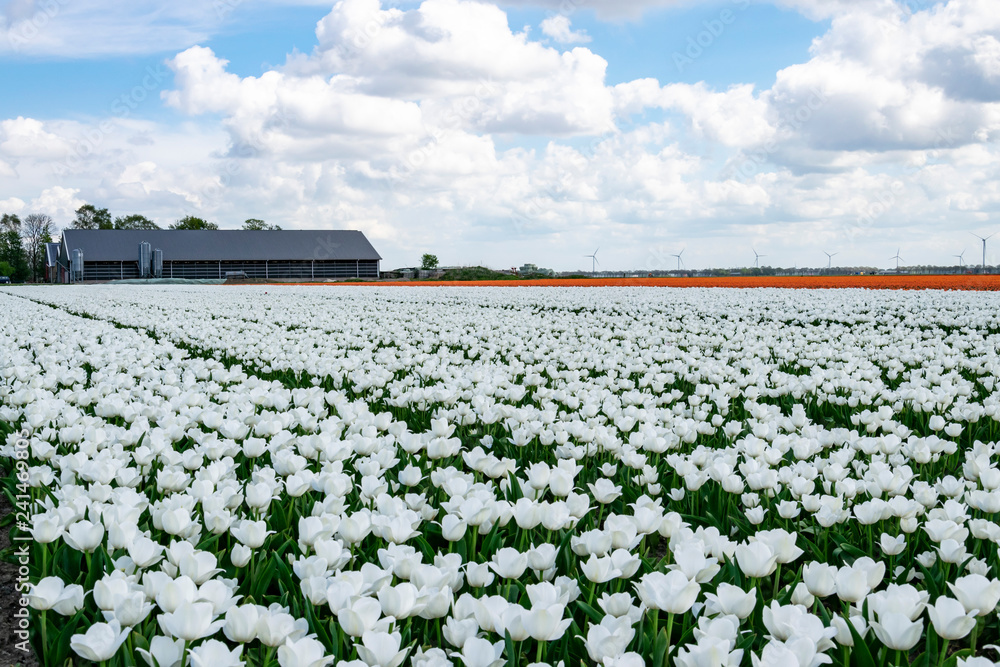Field Of White Tulips
