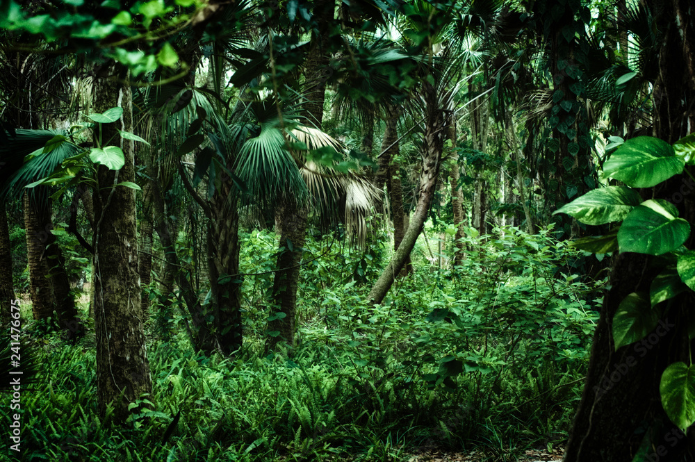Early evening view of inside of a subtropical forest wilderness area in ...
