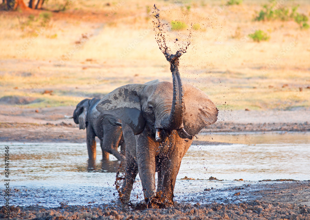 African Elephant standing in a waterhole spraying water, with trunk ...