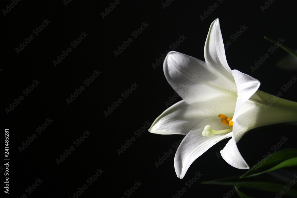 Easter Lily Backgrounds