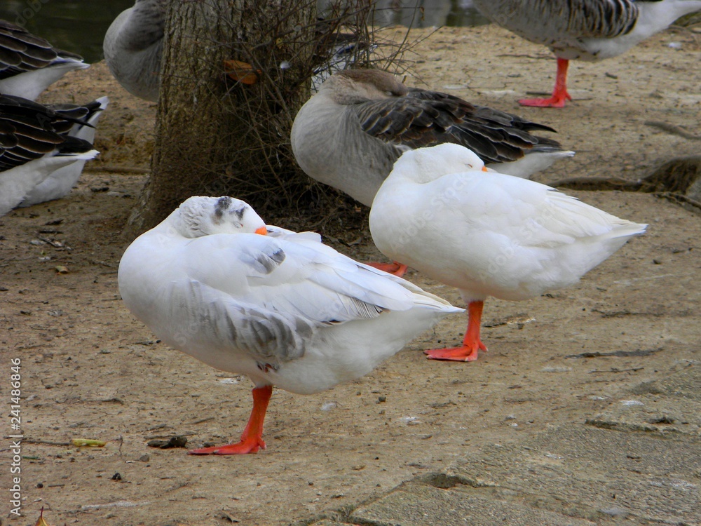 Ducks sleeping in their typical posture, with their heads rotated ...