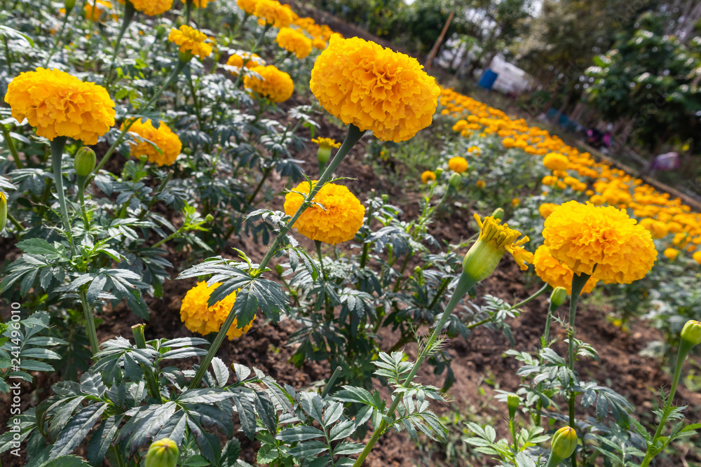 Marigold in the garden. Stock Photo | Adobe Stock