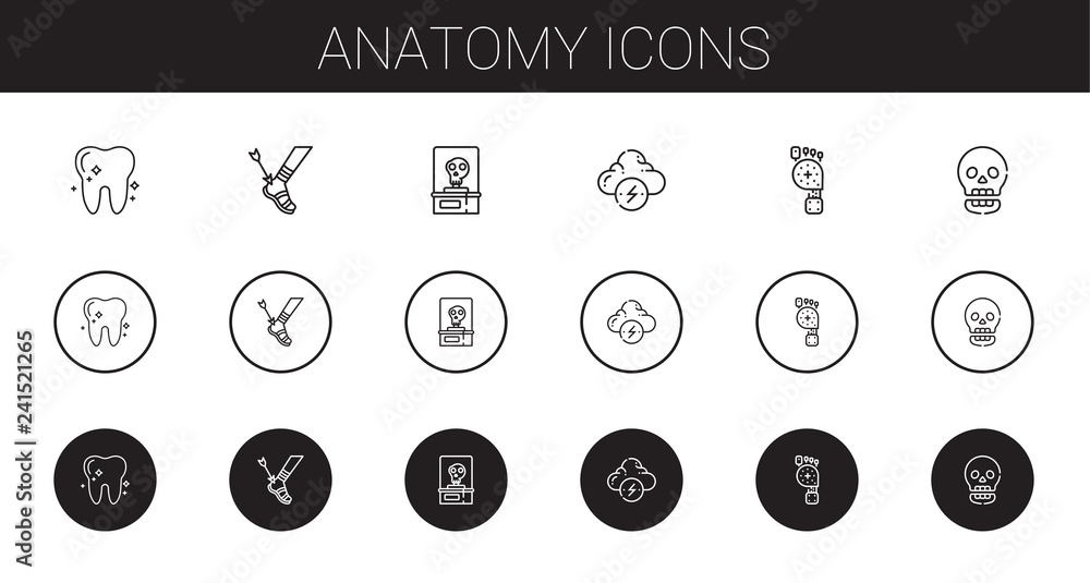 anatomy icons set Stock Vector | Adobe Stock