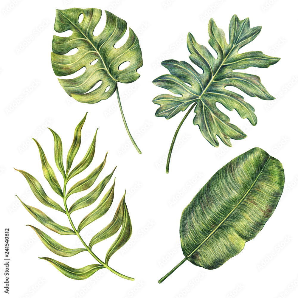 Tropical Pencil Drawings