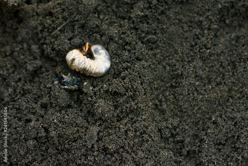 Disgusting Maggots