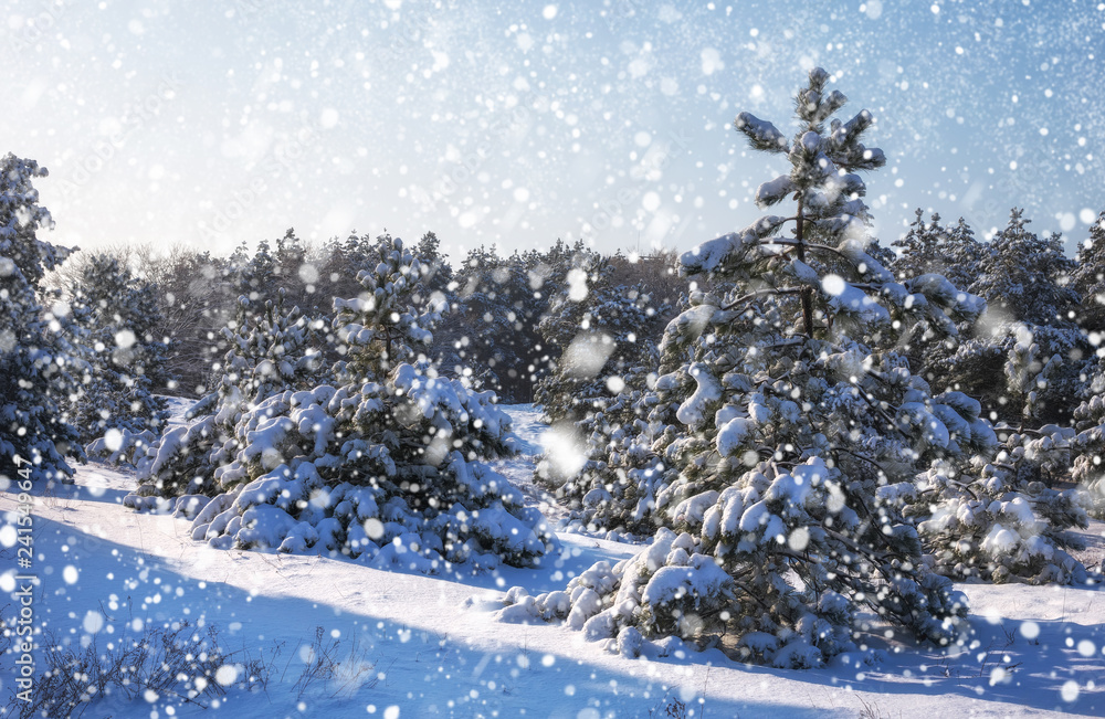 Real Snowflakes Falling From The Sky