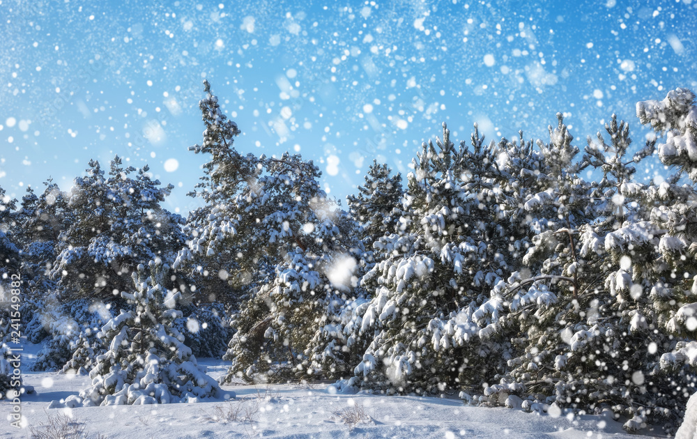 Real Snowflakes Falling From The Sky