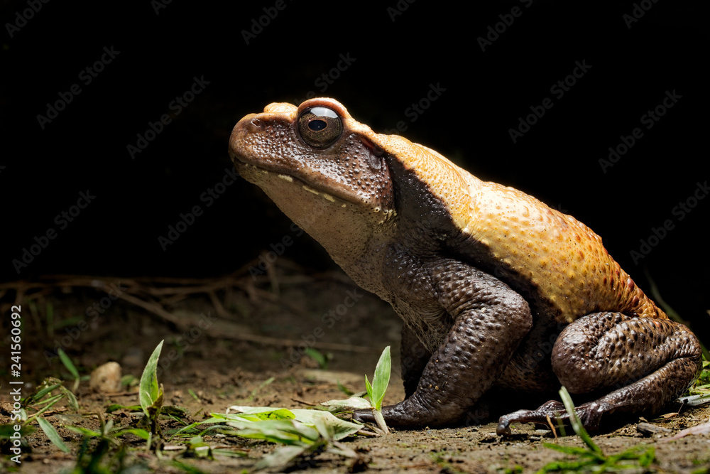 big tropical rain forest toad, Rhaebo blombergi from the tropical ...