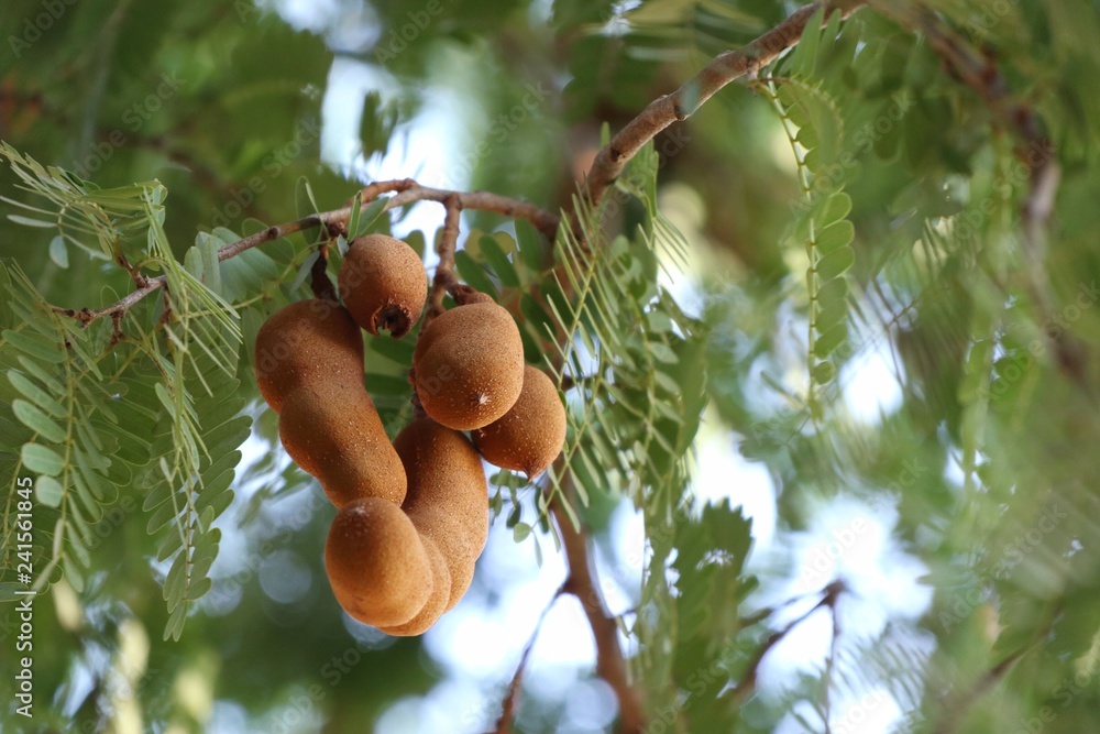 tamarind tree in tropical Stock Photo | Adobe Stock