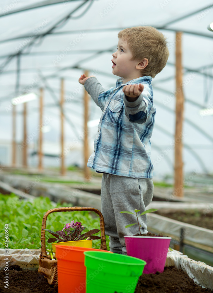 learning ecology. small boy learning ecology in greenhouse. learning ...
