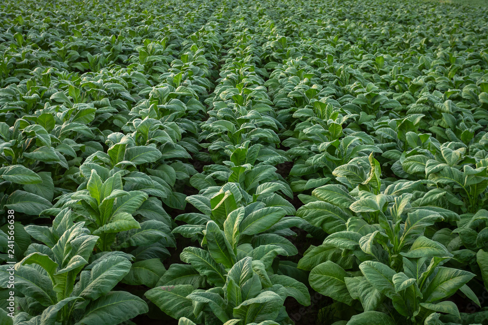 Tobacco field, Tobacco big leaf crops growing in tobacco plantation ...