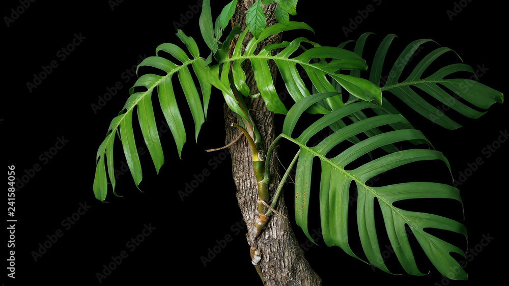 Green leaves of native Monstera (Epipremnum pinnatum) liana plant ...