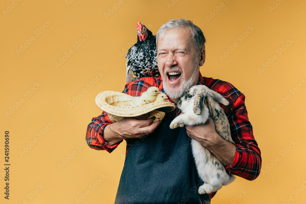 old emotional man hugging a rabbit , chickens, a hen. close up photo ...