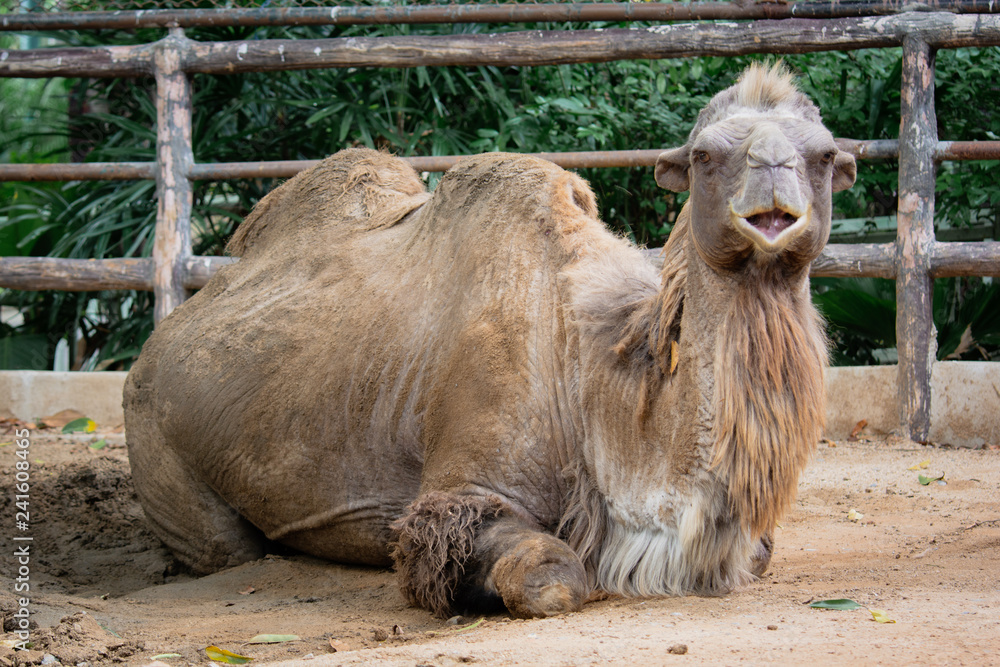 Camel sitting relaxed have fun together making funny face at Khao Din ...