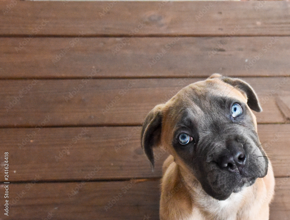 Cane Corso Puppies Brown