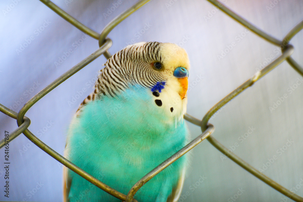 parrot in cage / Blue budgie parrot pet bird - Budgerigar parakeet ...