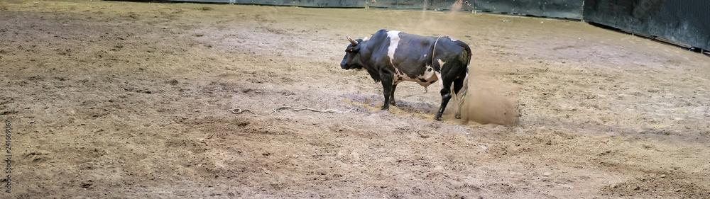 Angry Bull Snorting And Pawing The Ground Stock Photo | Adobe Stock