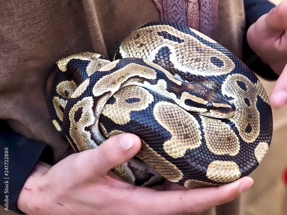 Haende halten eine Python Schlange foto de Stock | Adobe Stock