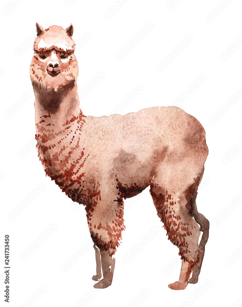 Watercolor illustration of lama, cute hand drawn elements and design ...