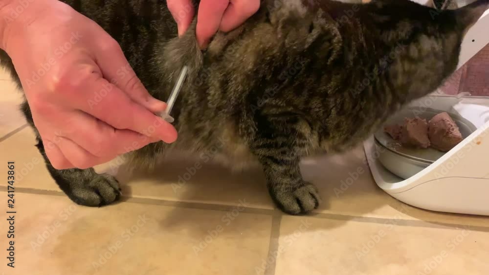 Cat Insulin Injection. Giving diabetic tabby cat insulin injection ...