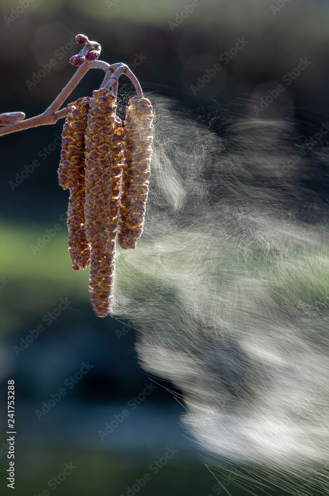 Erlenblüte mit fliegenden Pollen, Erlenpollen fliegend, Alnus glutinosa ...