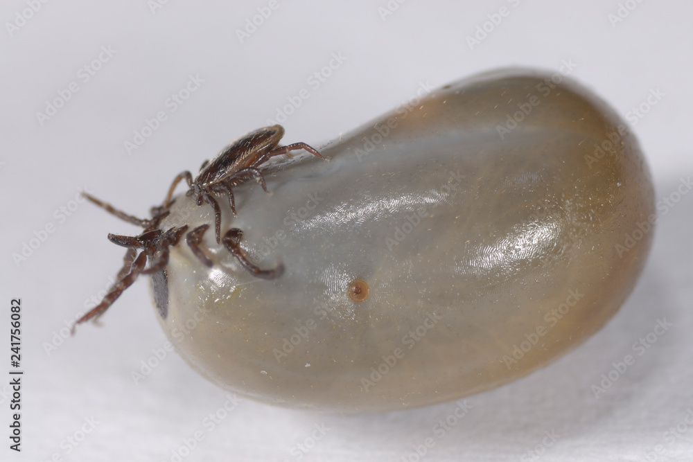 Female and male Tick Ixodes ricinus mating, Ticks mating, ticks couple ...