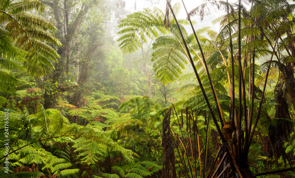 The jungle in Volcanoes National Park, Hawaii. Stock Photo | Adobe Stock