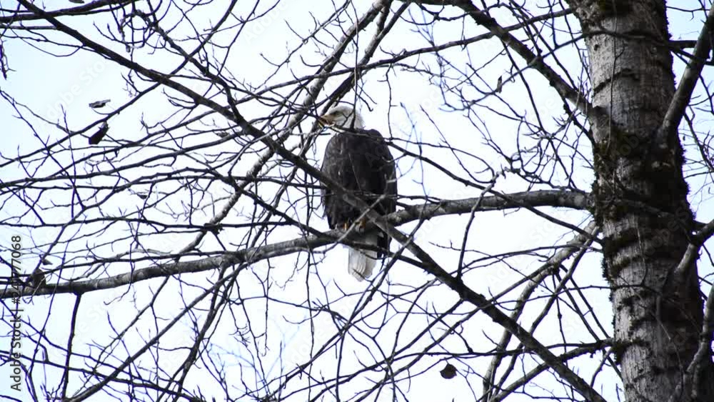 Close shot of Bald Eagle sitting proud on tree branch looking around ...
