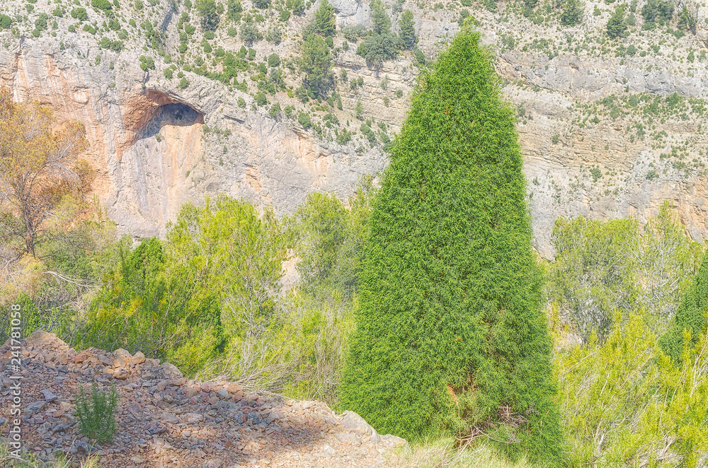 Juniperus thurifera. Young specimen of spanish juniper tree. Leaves of ...