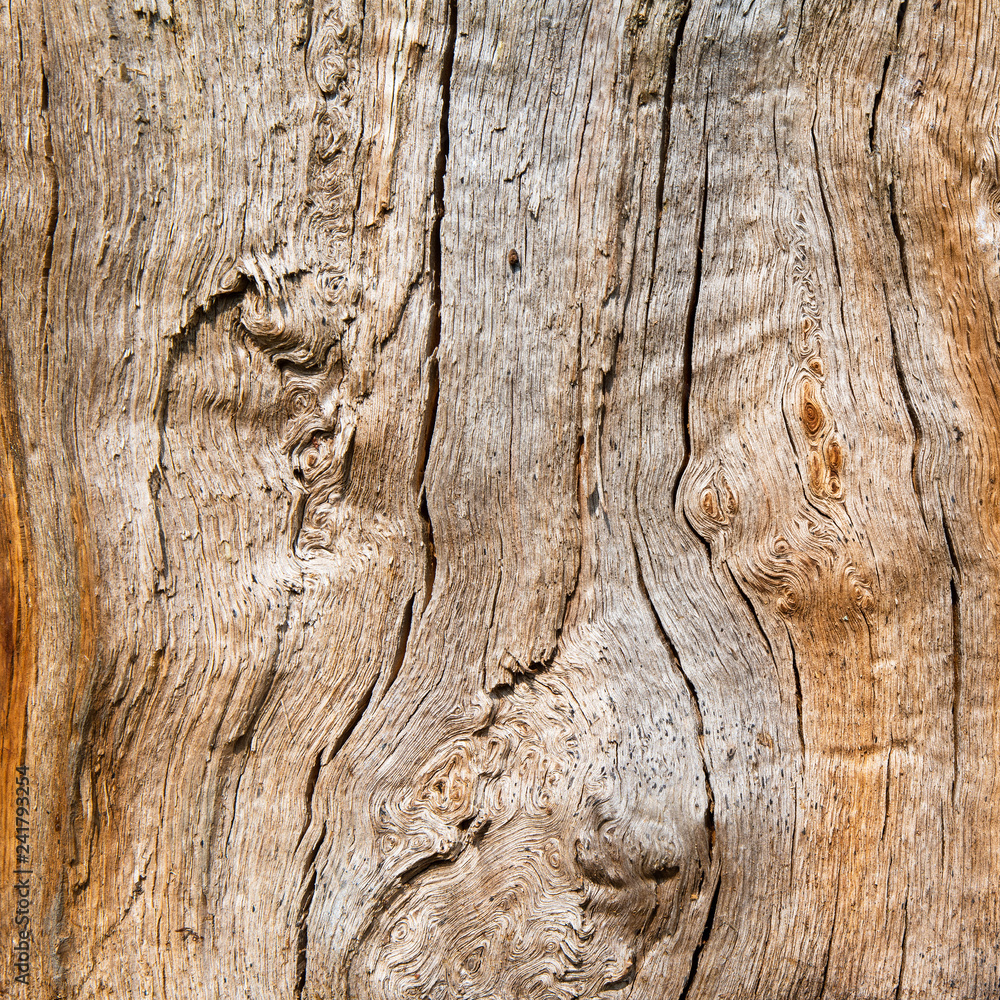 Oak wood in longitudinal section, beautiful texture filled with cracks ...