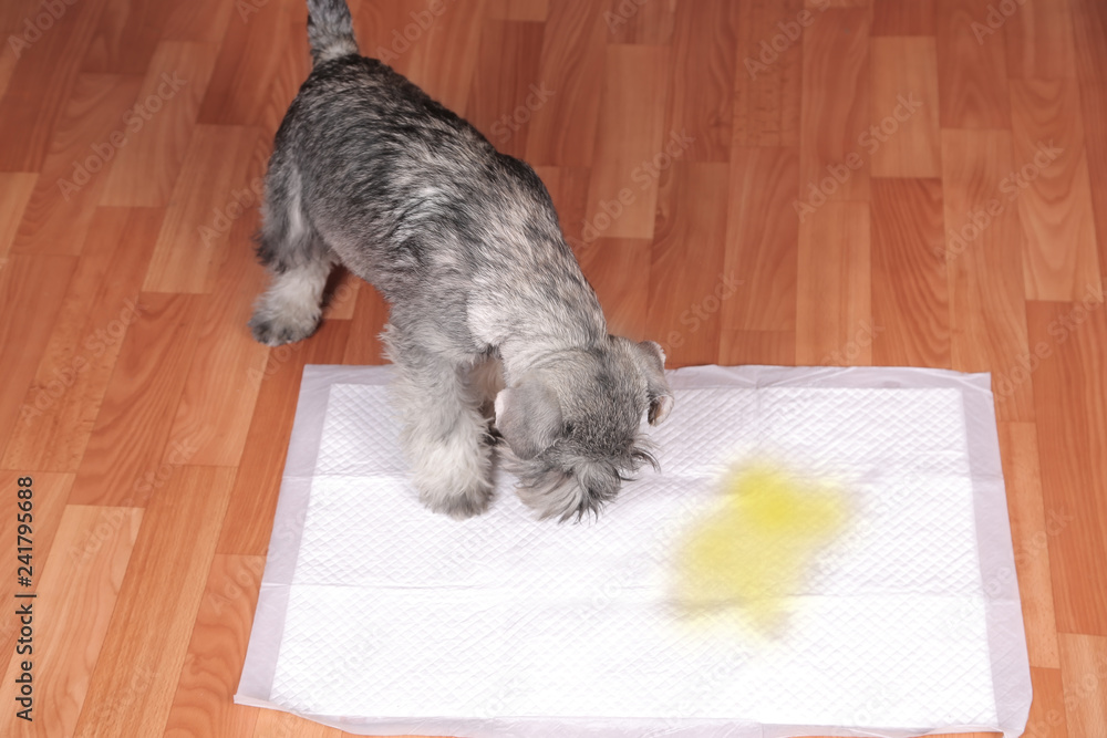 schnauzer puppy and urine puddle in dog diaper. Stock Photo | Adobe Stock