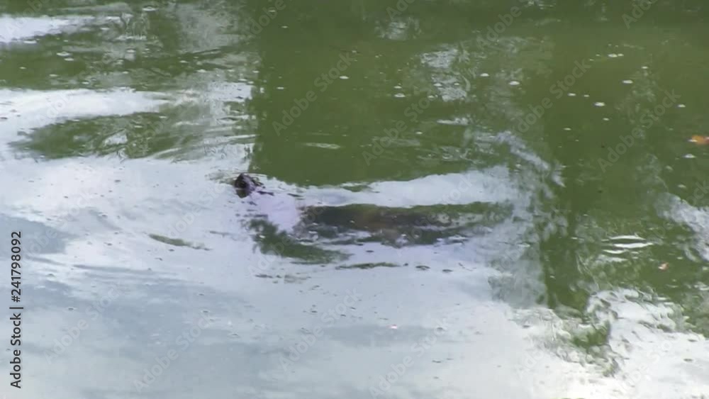 Water tiger turtle swimming in the lagoon scene. The animal looks ...