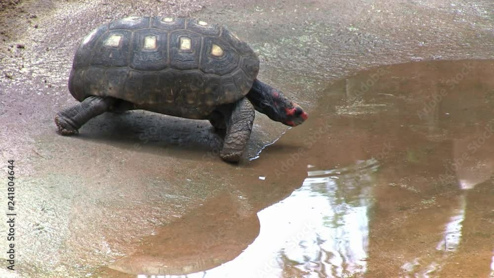 Red-footed tortoise drinks water in the lake scene. The animal looks ...
