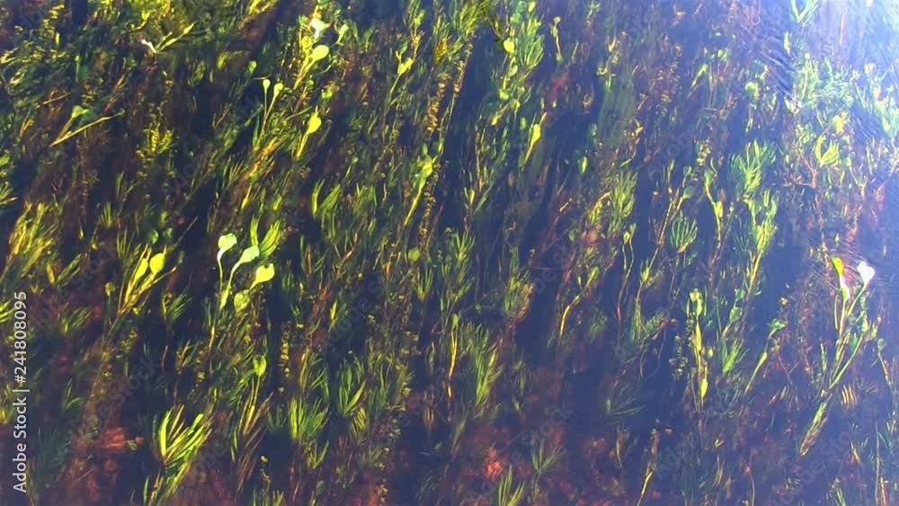 Aquatic plants in river. Image in the Pantanal Biome. Mato Grosso do ...