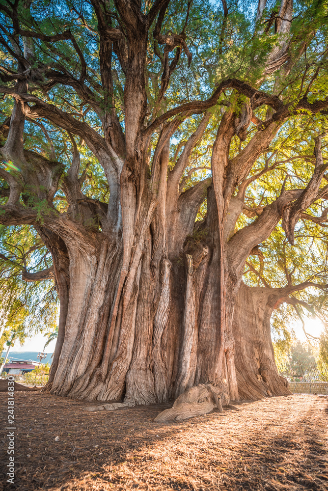 Photo & Art Print El Tule, the biggest tree of the world located in ...
