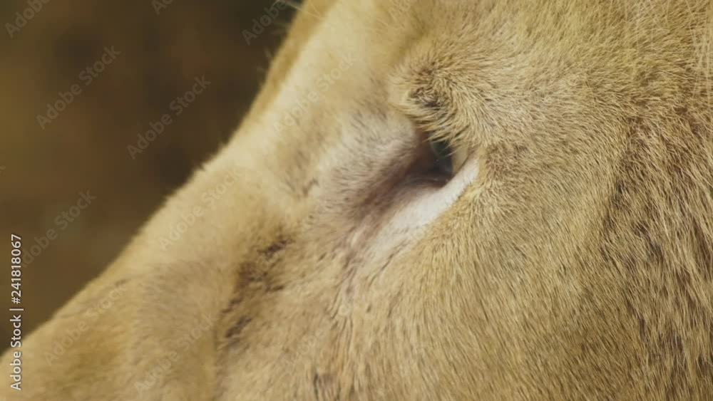 pregnant female white lion.The white lions are a colour mutation of the ...