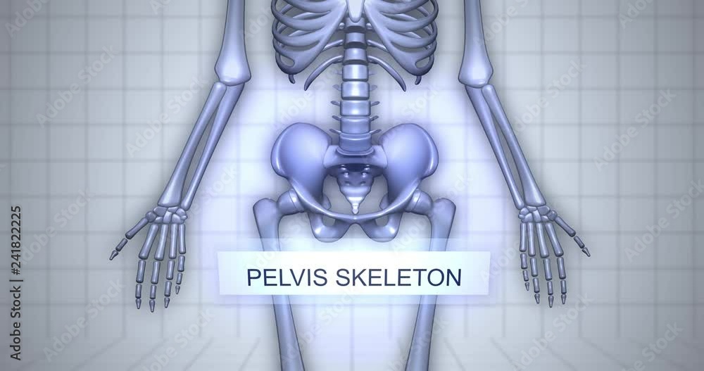 Zooming to skeleton - human anatomy concept - Pelvis Skeleton animation ...
