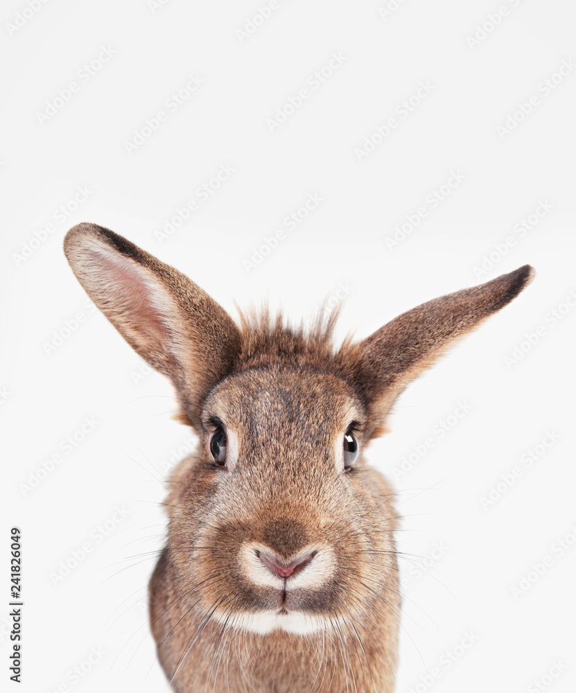 Rabbit long ears Stock Photo | Adobe Stock