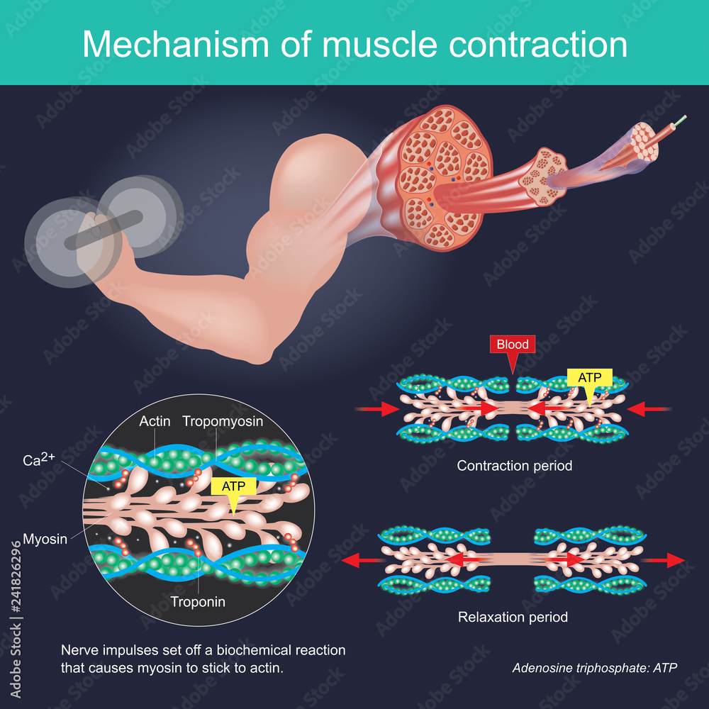 The muscle contraction as a result of Nerve impulses set off a ...