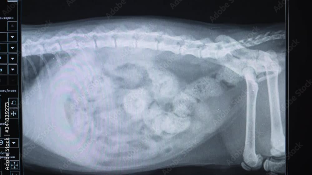 X-ray image of the dog on the monitor in a veterinary clinic. Stock ...