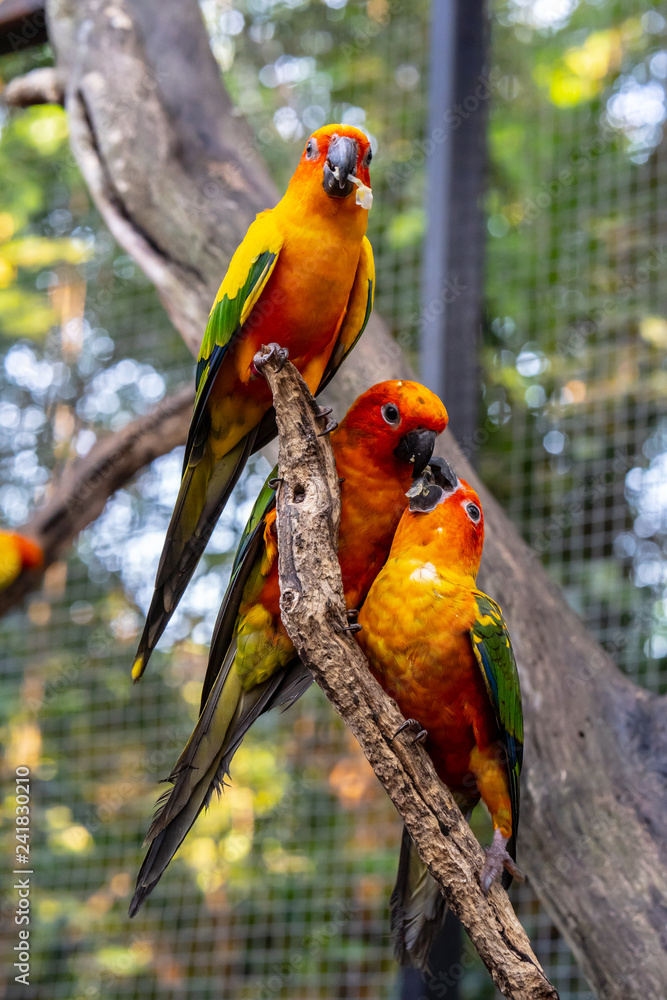 Australian Love Birds