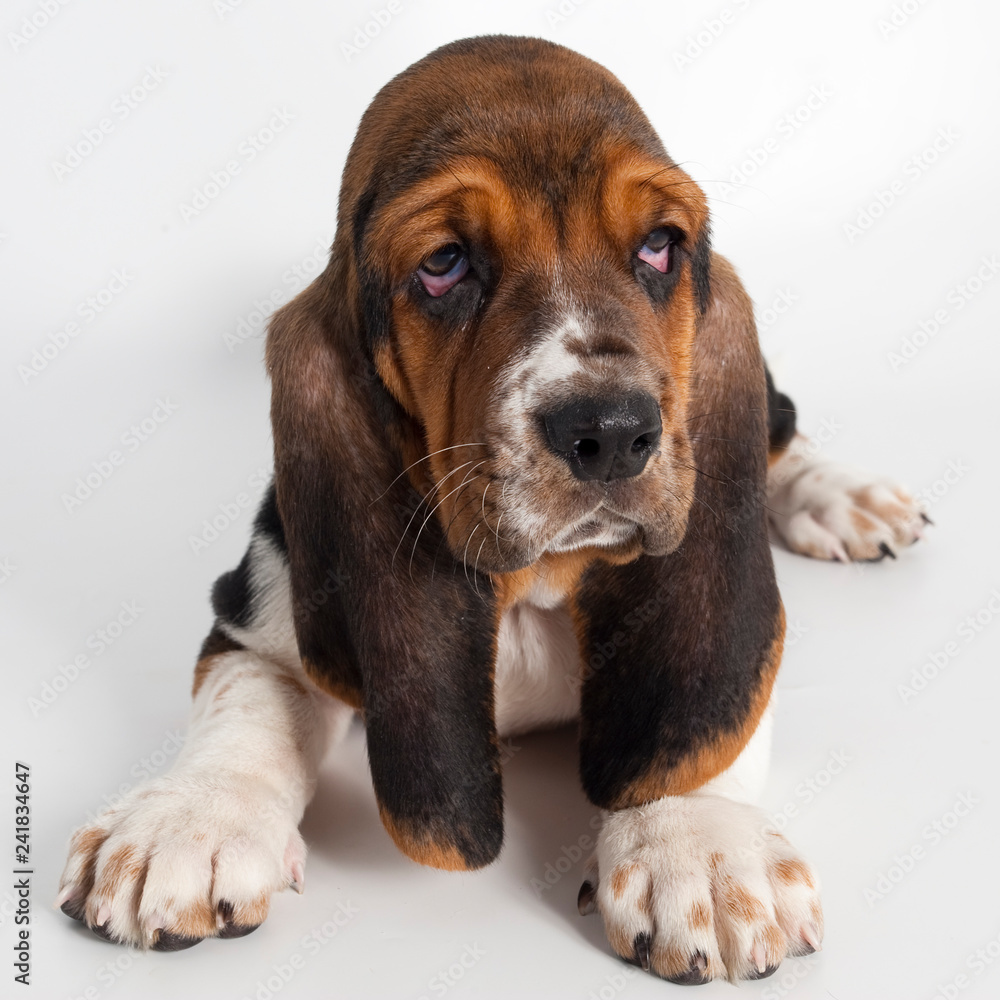 Images De Jolis Chiots Blancs