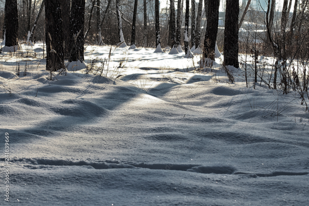 Tree branch isolated in the forest wilderness forming a new beginning ...