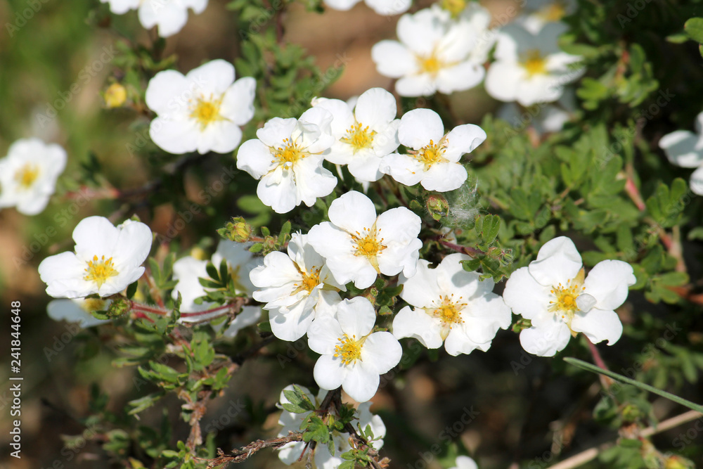 Dasiphora fruticosa (syn. Potentilla fruticosa) or Shrubby Cinquefoil ...