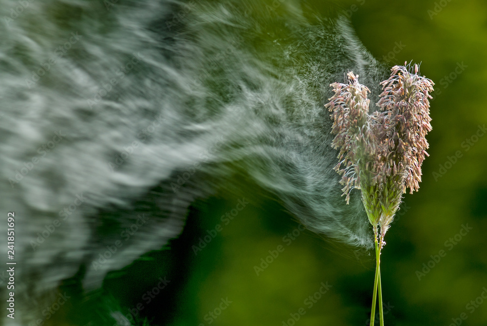 Abfliegende Graspollen, Gräserpollenflug, Gras Pollenflug, abfliegende ...