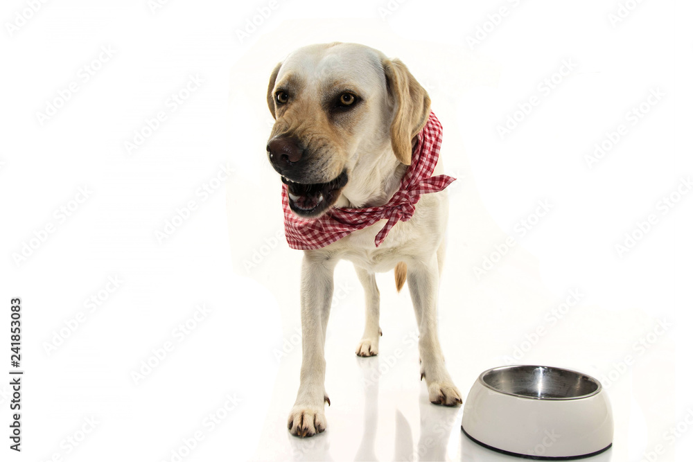 ANGRY DOG EATING. LABRADOR PUPPY ASKING FOR FOOD OR PROTECTING ...